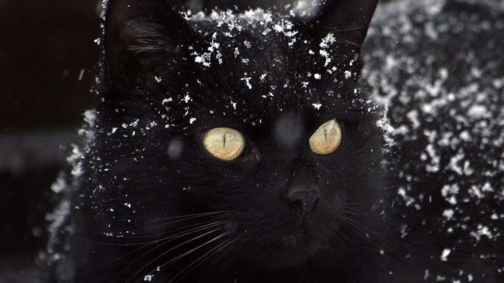 A festive feline: Iceland's terrifying Christmas Yule cat | Sky HISTORY ...