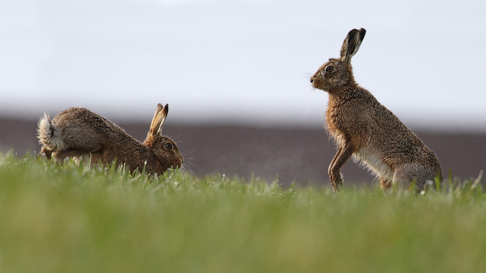 As mad as a March Hare? The origin of a harebrained saying | Sky ...