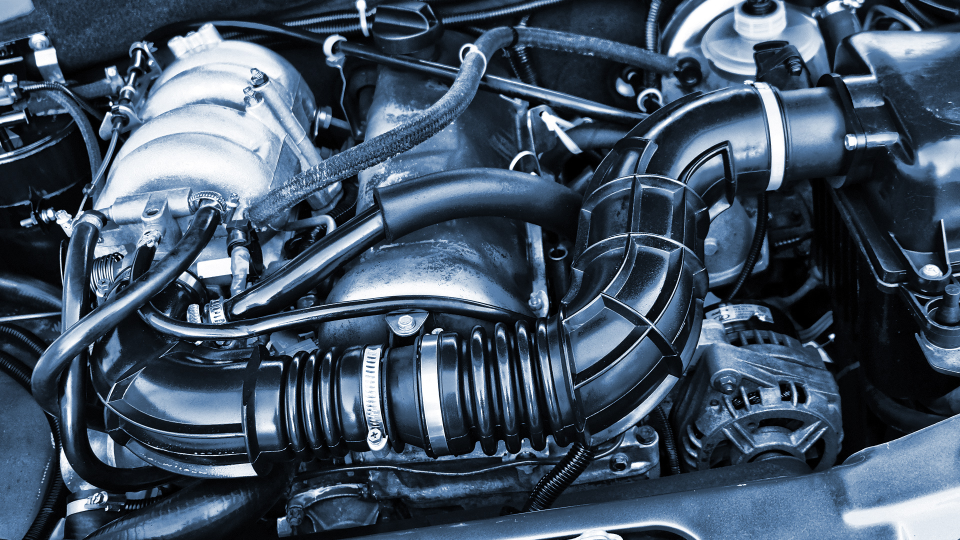 Leepu and Pitbull | Sky HISTORY TV Channel