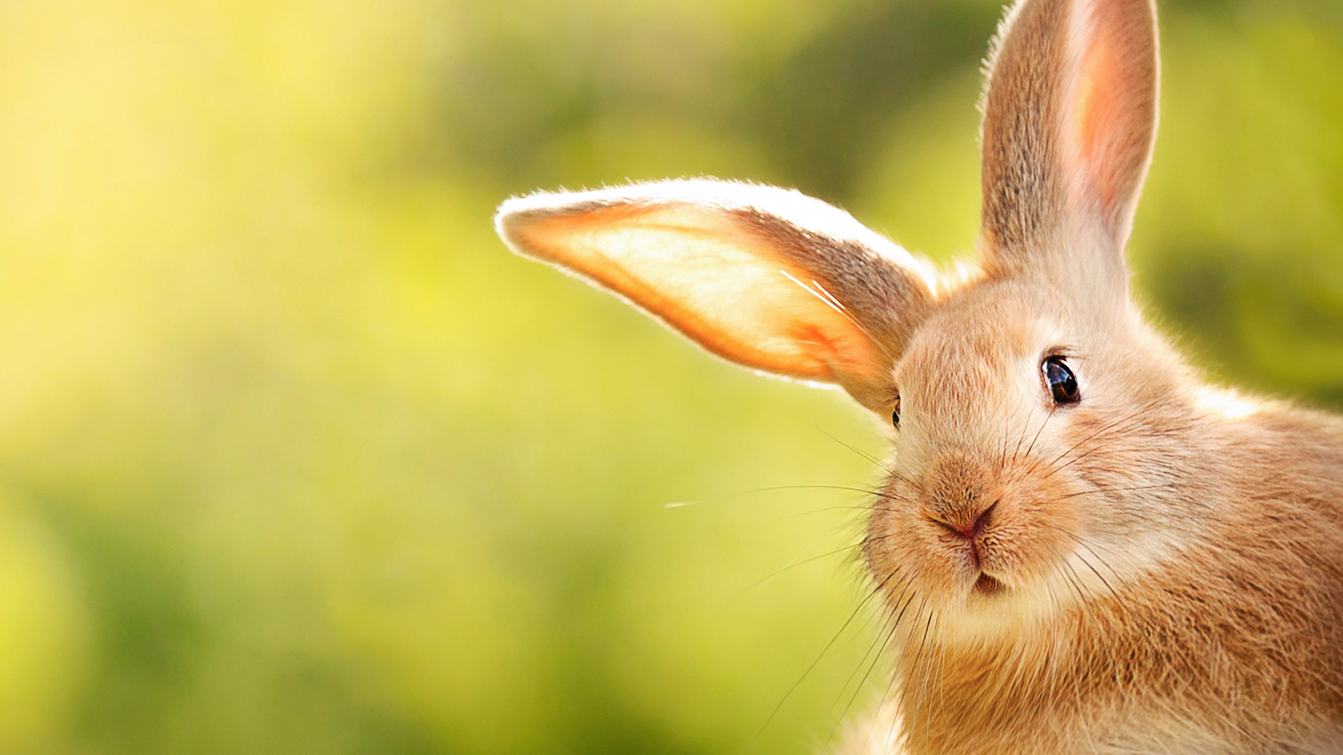 Interview with Karen Harvey author of 'The Imposteress Rabbit Breeder ...