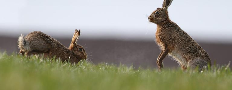 As mad as a March Hare? The origin of a harebrained saying | Sky ...